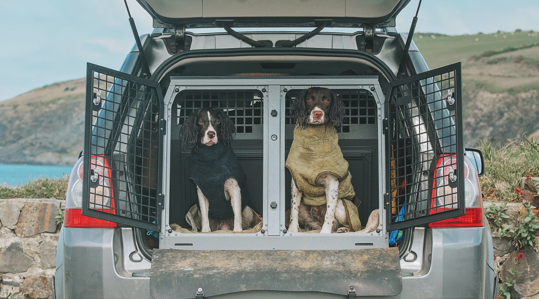 Got a water-loving dog? Here's how you can protect your car: